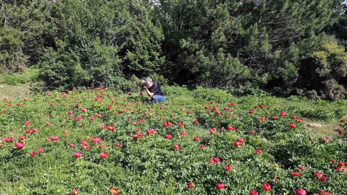 Şakayıkları kopartana 700 bin TL ceza