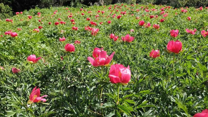 Şakayıkları kopartana 700 bin TL ceza